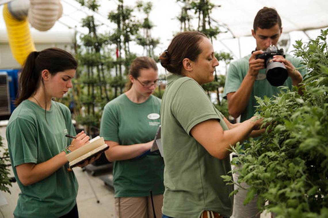 Summer Programs - Undergraduate Research Program